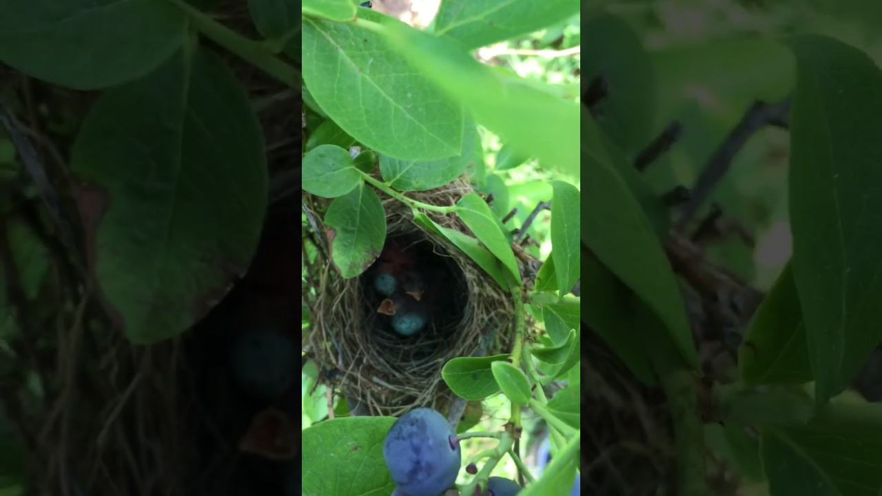 Super cute baby birds in the backyard. – Cuties Overload