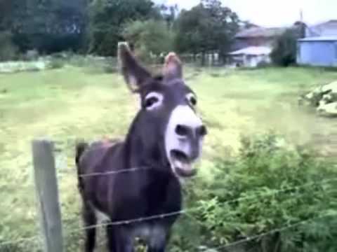 AMAZING TALKING DONKEY -- MUST SEE!! - YouTube