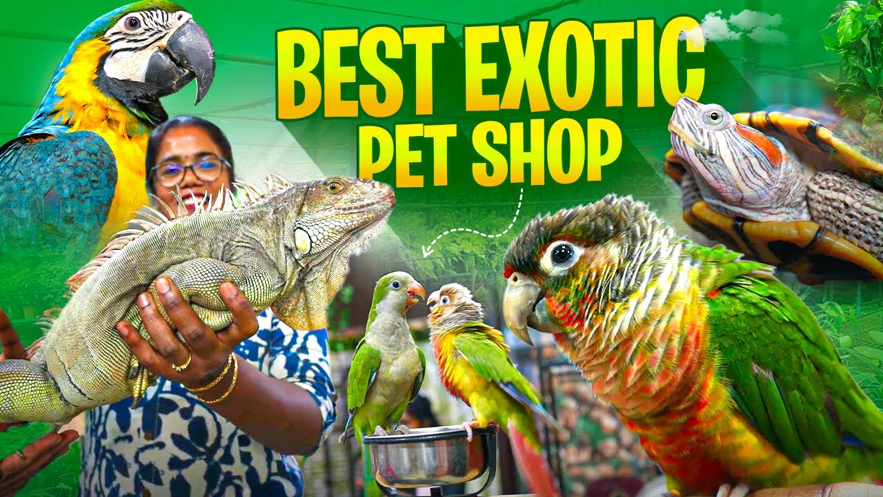 Two Best Exotic Birds and Pets Shops 😍 - YouTube