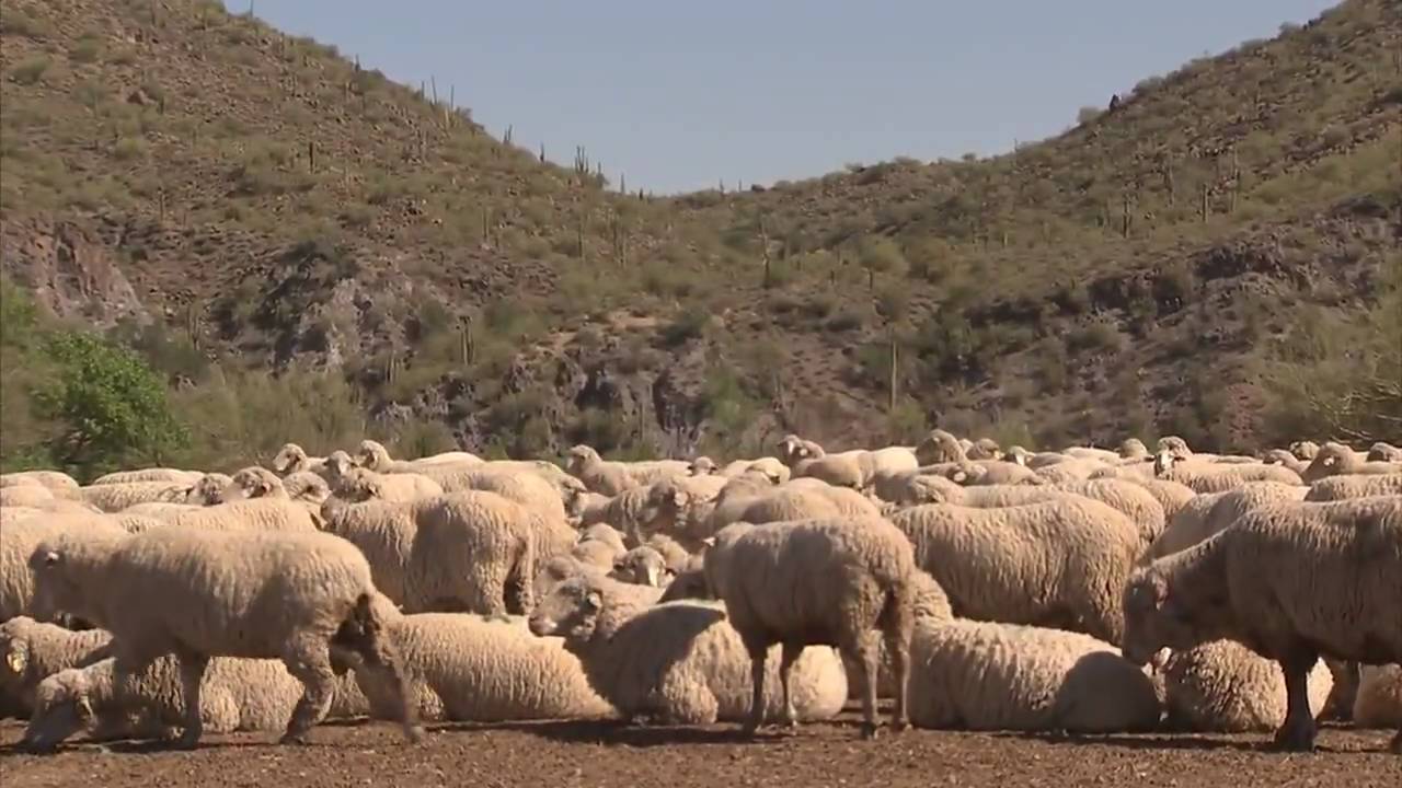 Migrating the Sheep - America's Heartland - YouTube