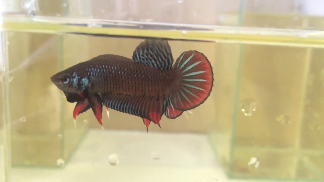 Wild Betta: Silver Imbellis - YouTube