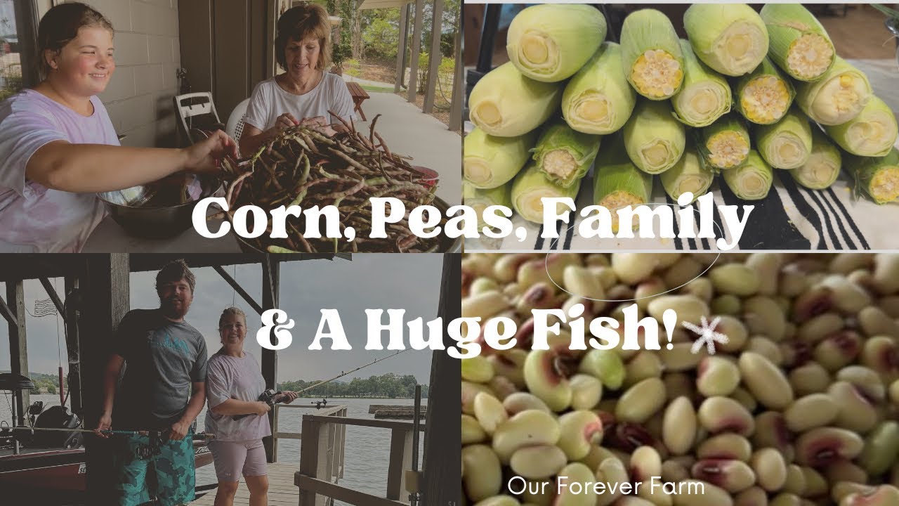 Freezing & Shelling Purple Hull Peas & Getting Corn Ready for Freezer ...