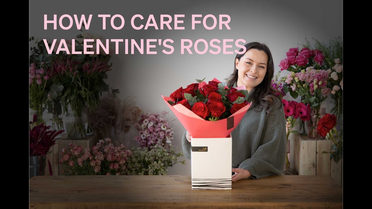 How to Care for Cut Red Roses: Tips for Longer Lasting Valentine's Day ...