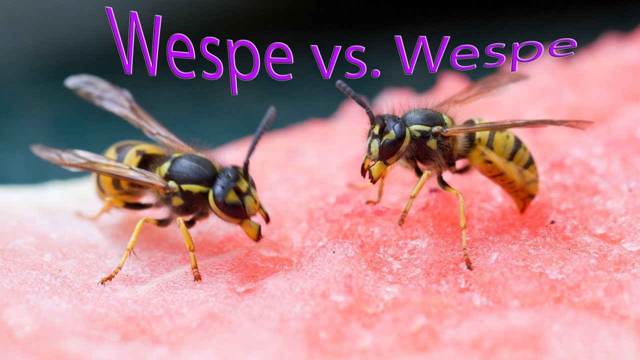 Wespen kämpfen und Hornisse kommt / wasps fighting, hornet interrupts ...