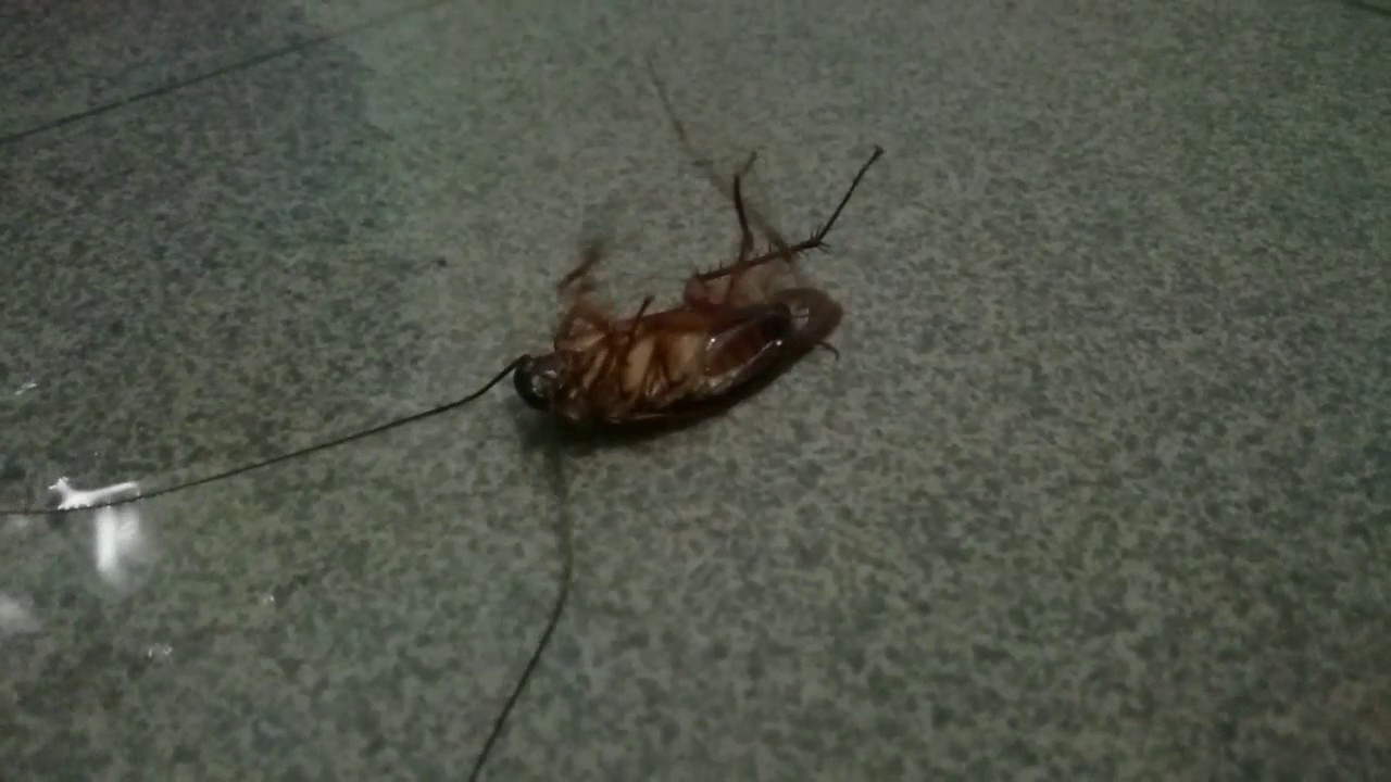 Indonesian Cockroach Is Having Fun With Himself (1 Subscriber Special ...