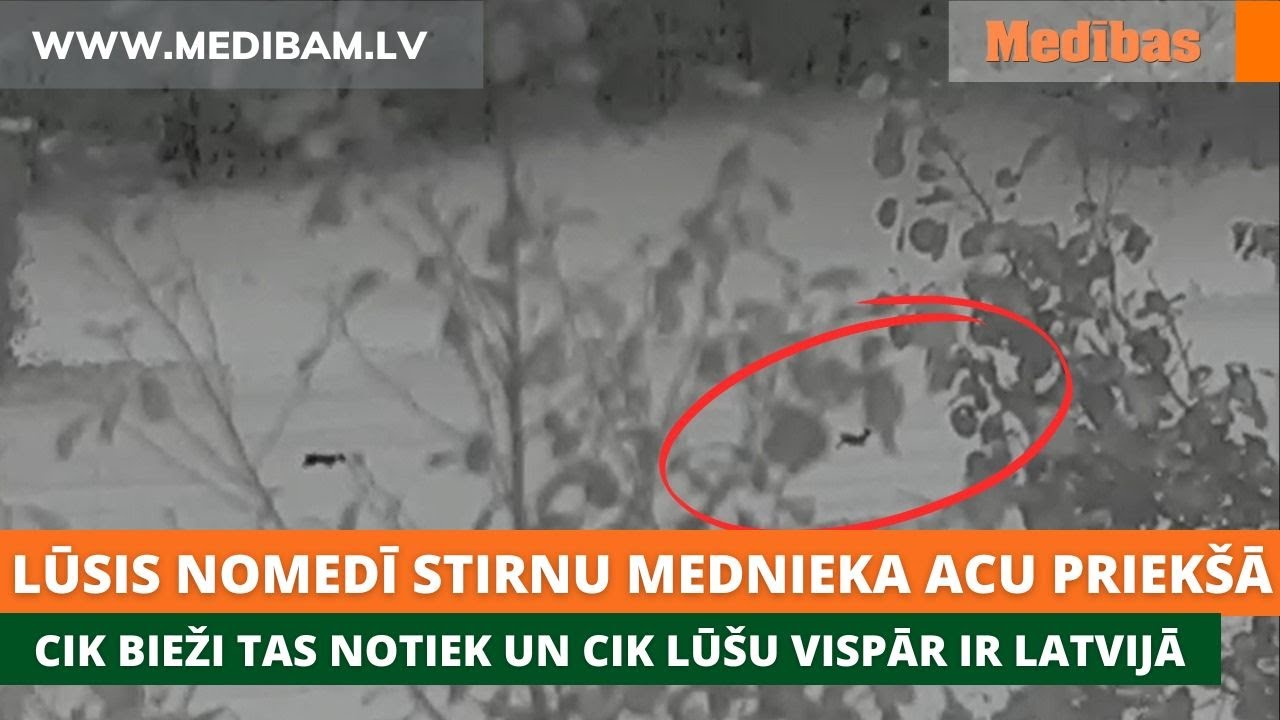 Lūsis nomedī stirnu mednieka acu priekšā. Cik bieži tas notiek un, cik ...