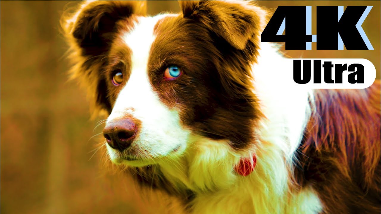 4K Ultra Dog friendly videos #4k #cat #dog #animal - YouTube