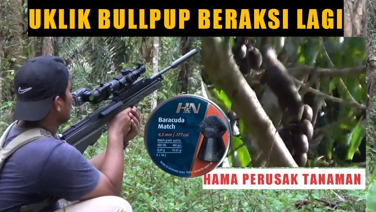 Hunting perdana pakai UKLIK BULLPUP JAWARA PREDATOR ‼️ UKLIK TERBAIK ...