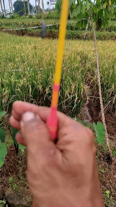 MANCING WADER Di PERSAWAHAN - YouTube