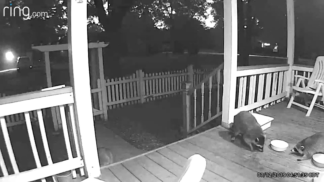 Raccoon fart @ 0:11? - YouTube