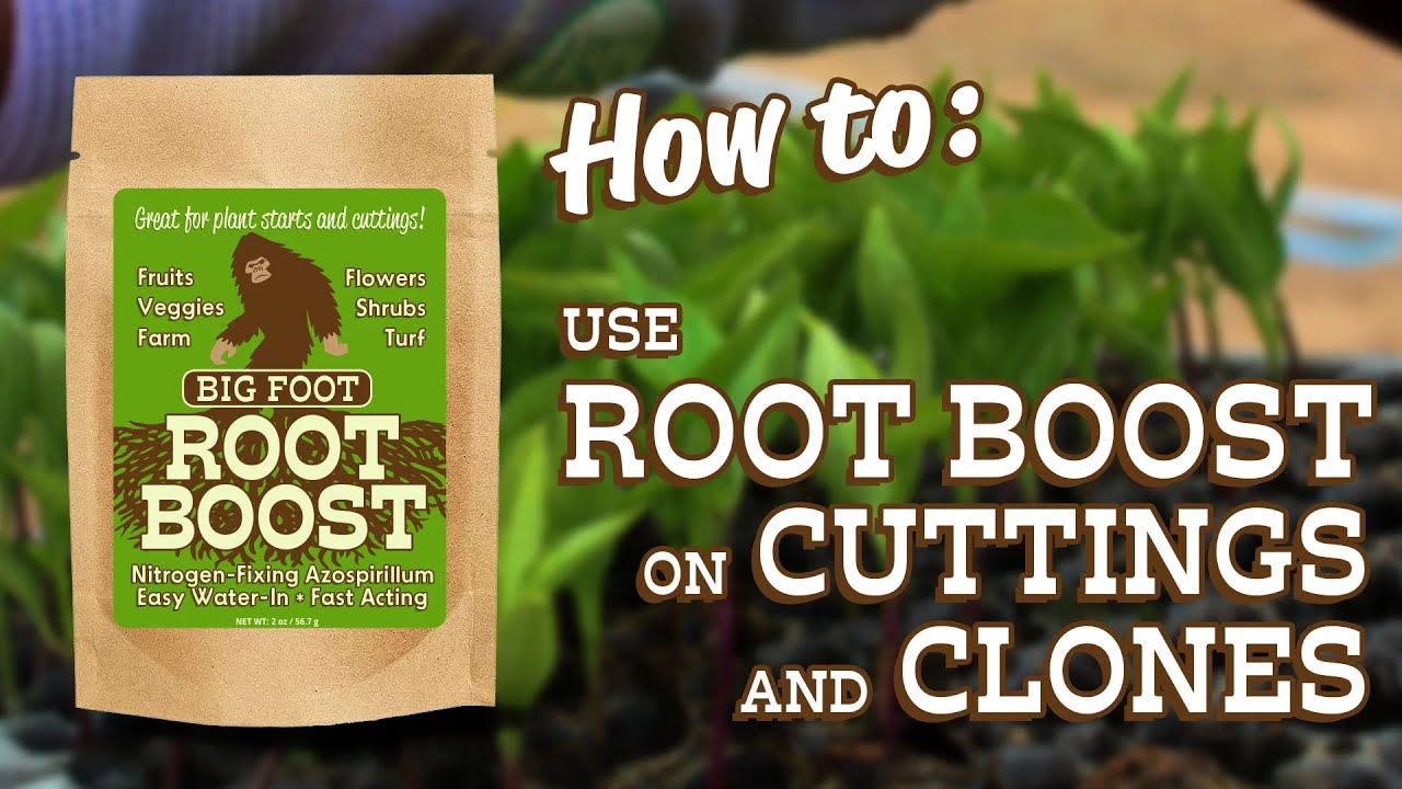 How to Use Big Foot Root Boost for transplanting cuttings and clones ...