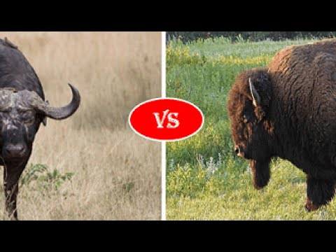 Creature Comparison: Cape Buffalo 🐃 vs American Bison 🦬 - YouTube