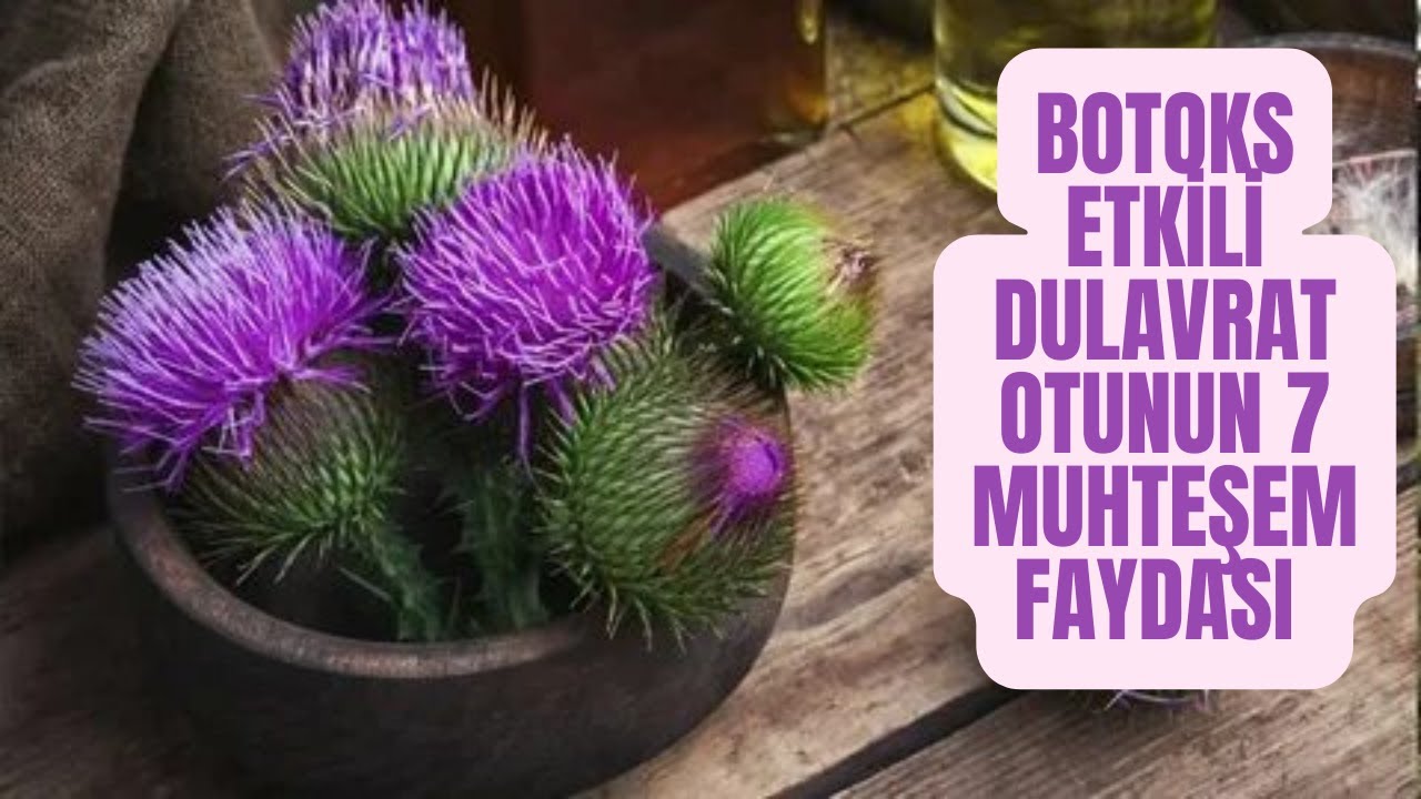 DULAVRAT OTU NEDİR/DULAVRAT OTU FAYDALARI/DULAVRAT OTU YAĞI FAYDALARI ...