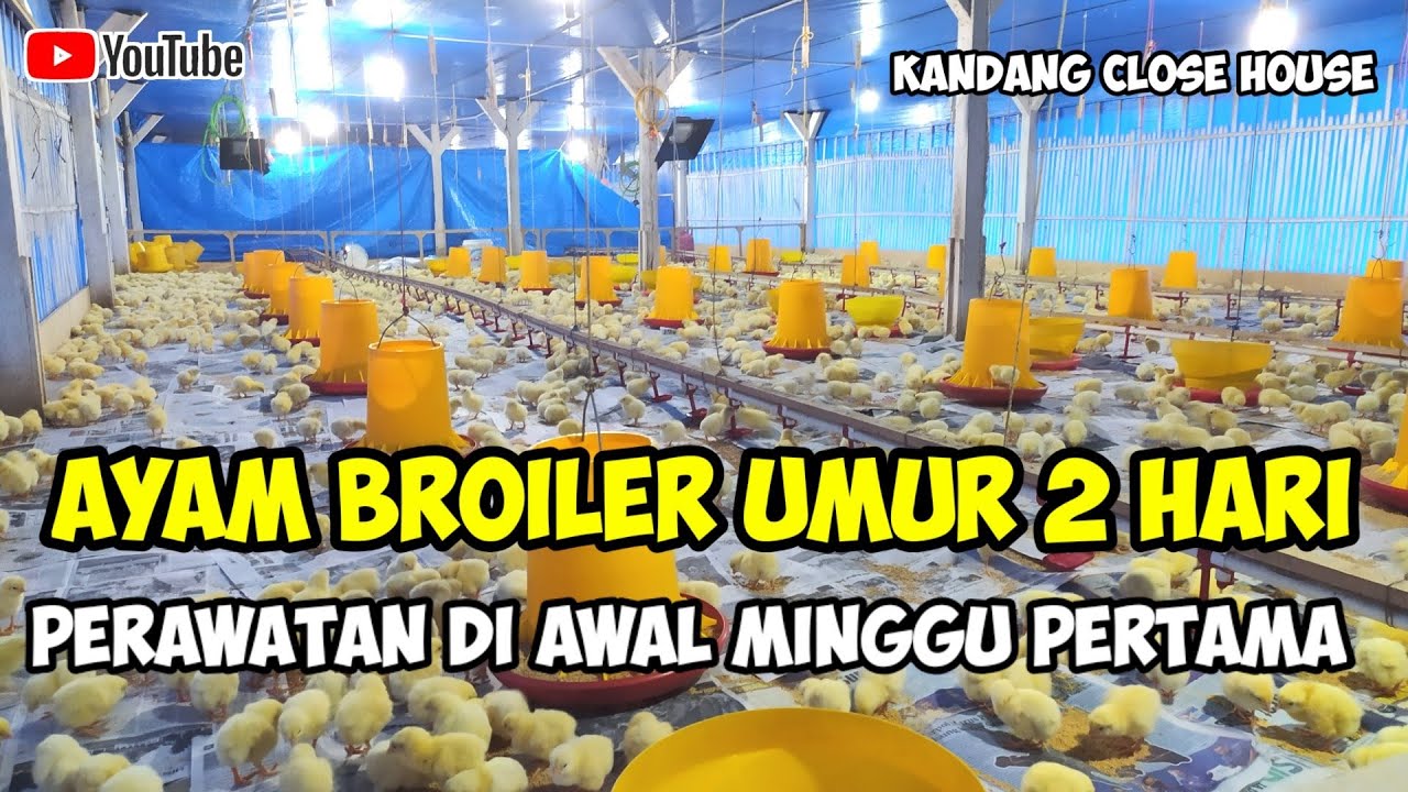 Cara Merawat DOC ayam broiler umur 2 hari pada kandang ayam close house ...