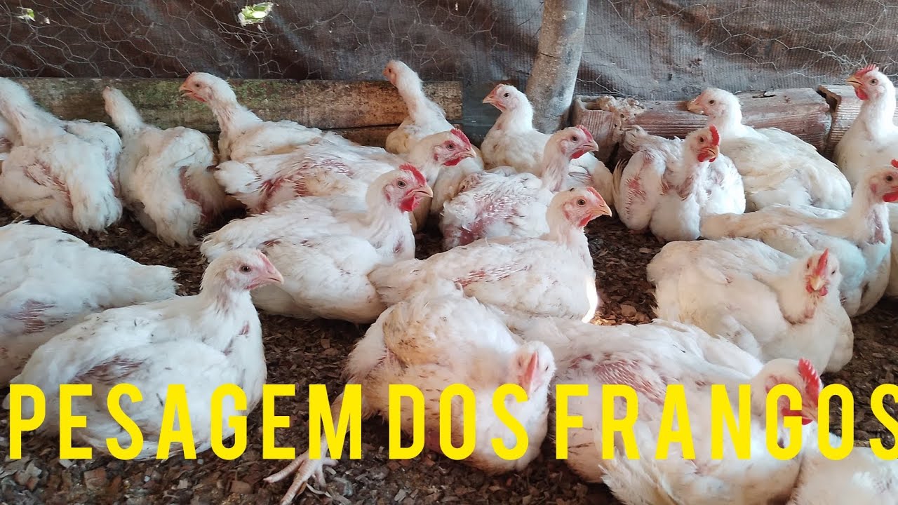 Pesagem dos meus frangos. - YouTube