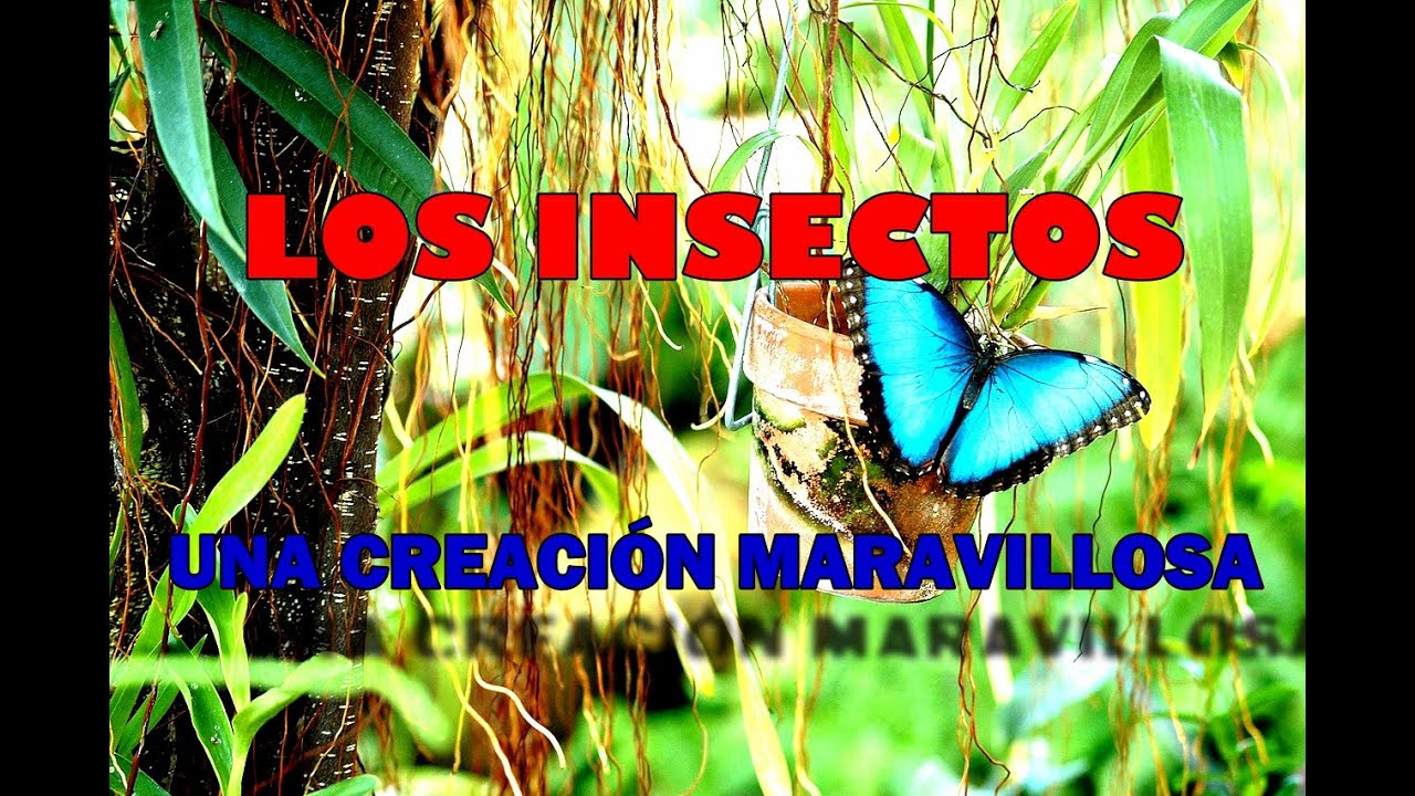 EL APASIONANTE MUNDO DE LOS INSECTOS - YouTube