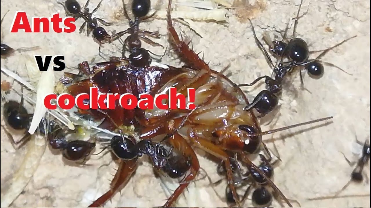 Attack of the black ant on the cockroach - YouTube