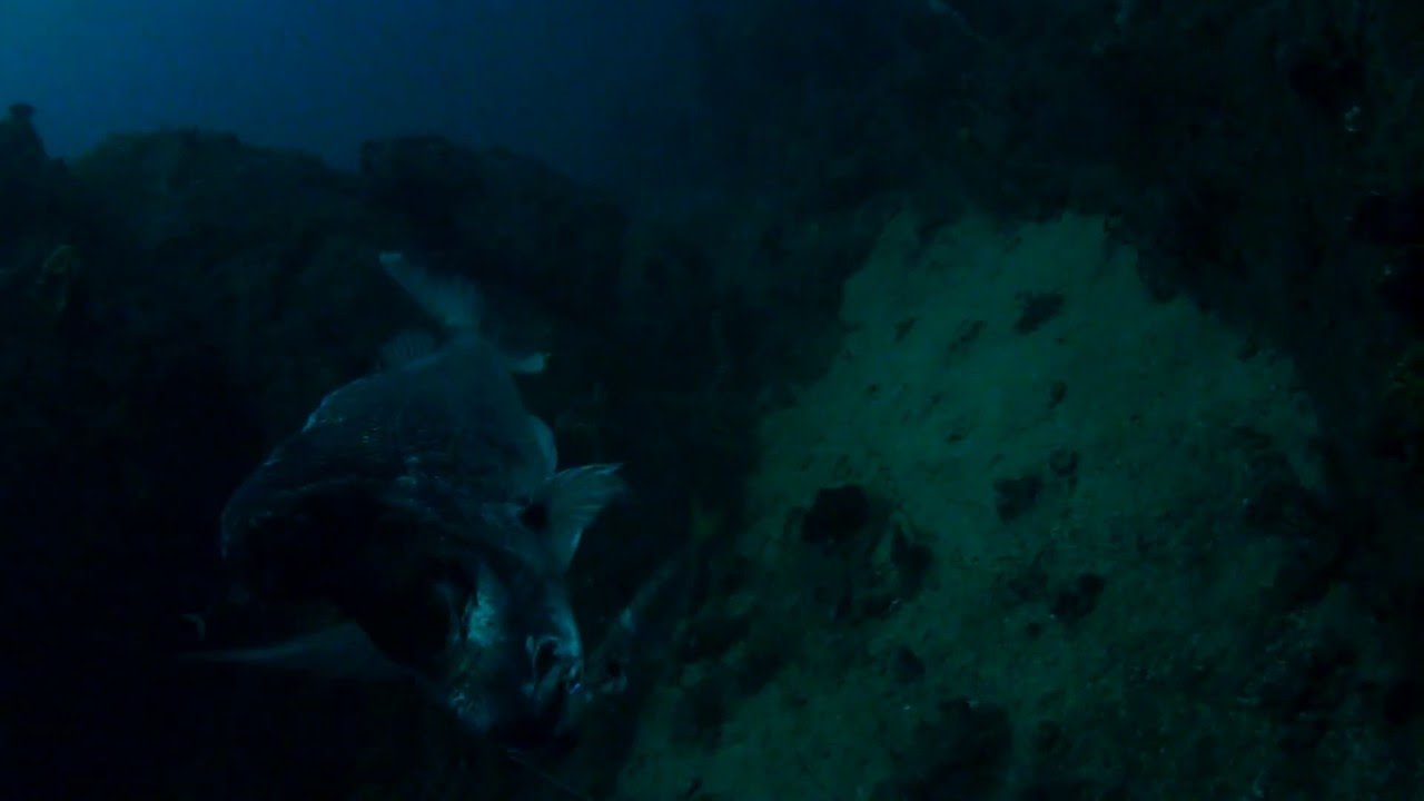 waterwolf underwater camera of large snapper catch - YouTube
