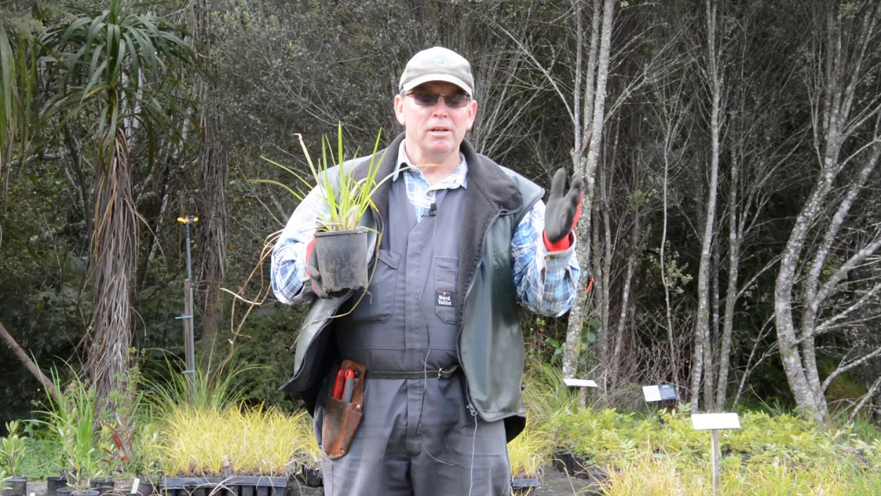 Carex geminata or Cutty grass New Zealand native plant - YouTube