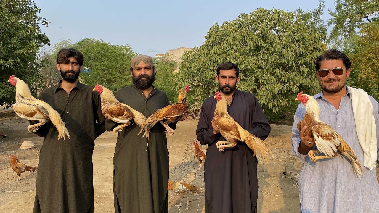 Gadra (Bosa) Breed Kesy Banti Hay Colour Breeding - YouTube