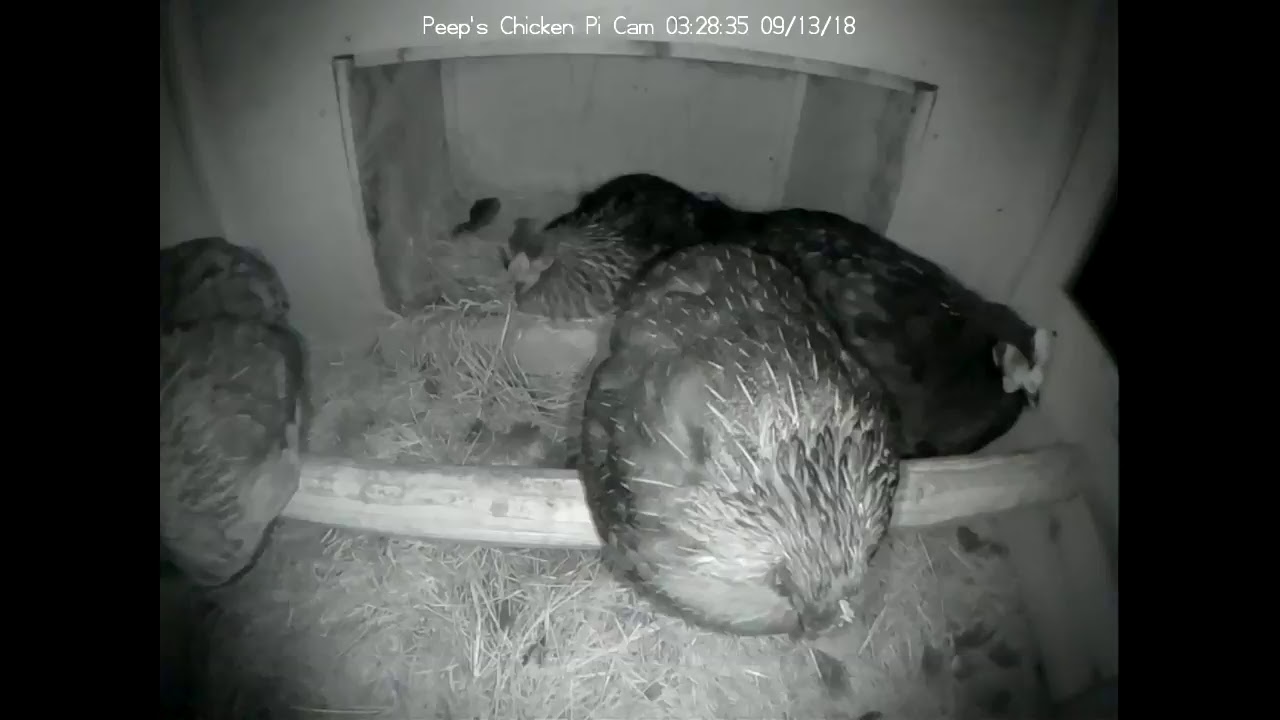 Peep's Chicken Pi Cam Live Stream - YouTube