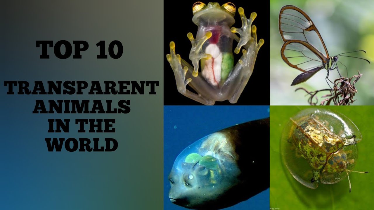 Top 10 transparent animals in the world #factrn - YouTube