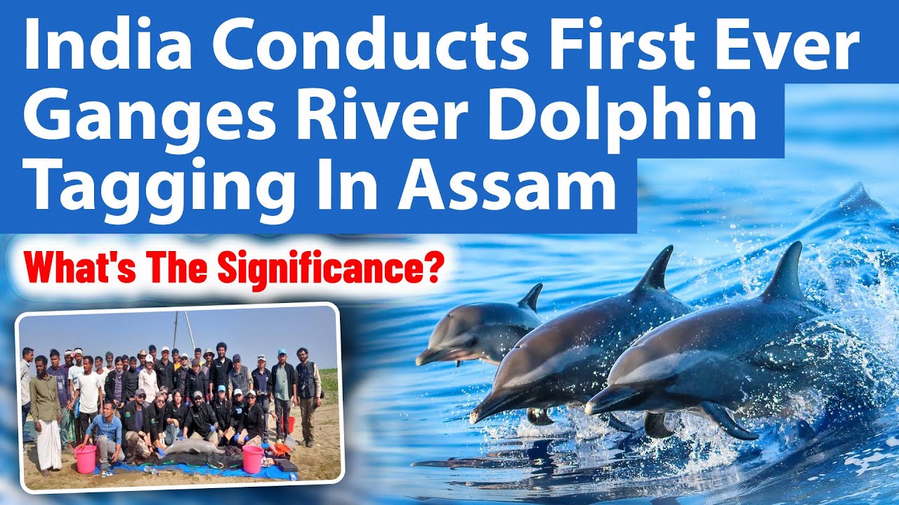 India Conducts First Ever Ganges River Dolphin Tagging In Assam | UPSC | SSB Interview - YouTube