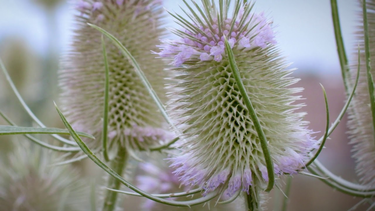 Teasel: Invasive Species Crowds Out Native Plants and Pollinators - YouTube