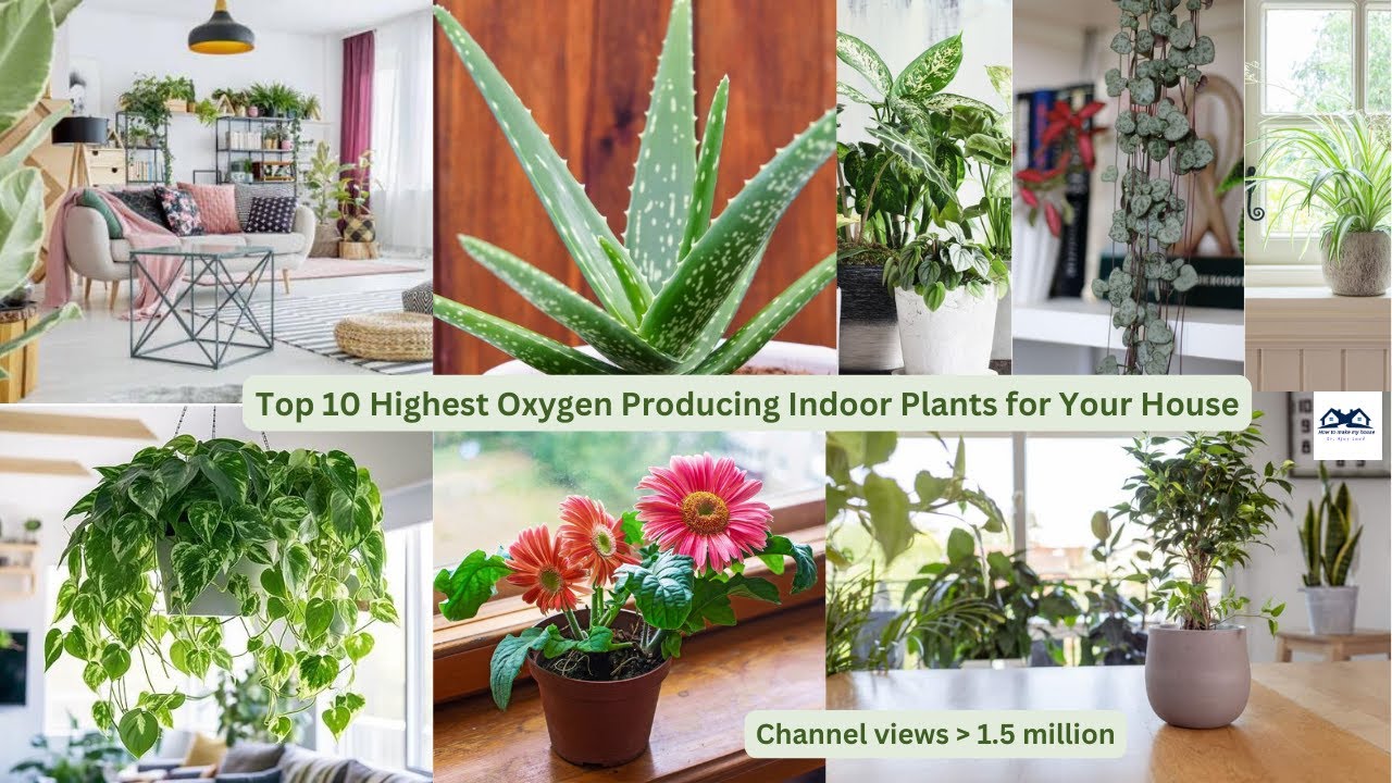 Top 10 Highest Oxygen Producing Indoor Plants for Your House | Best ...