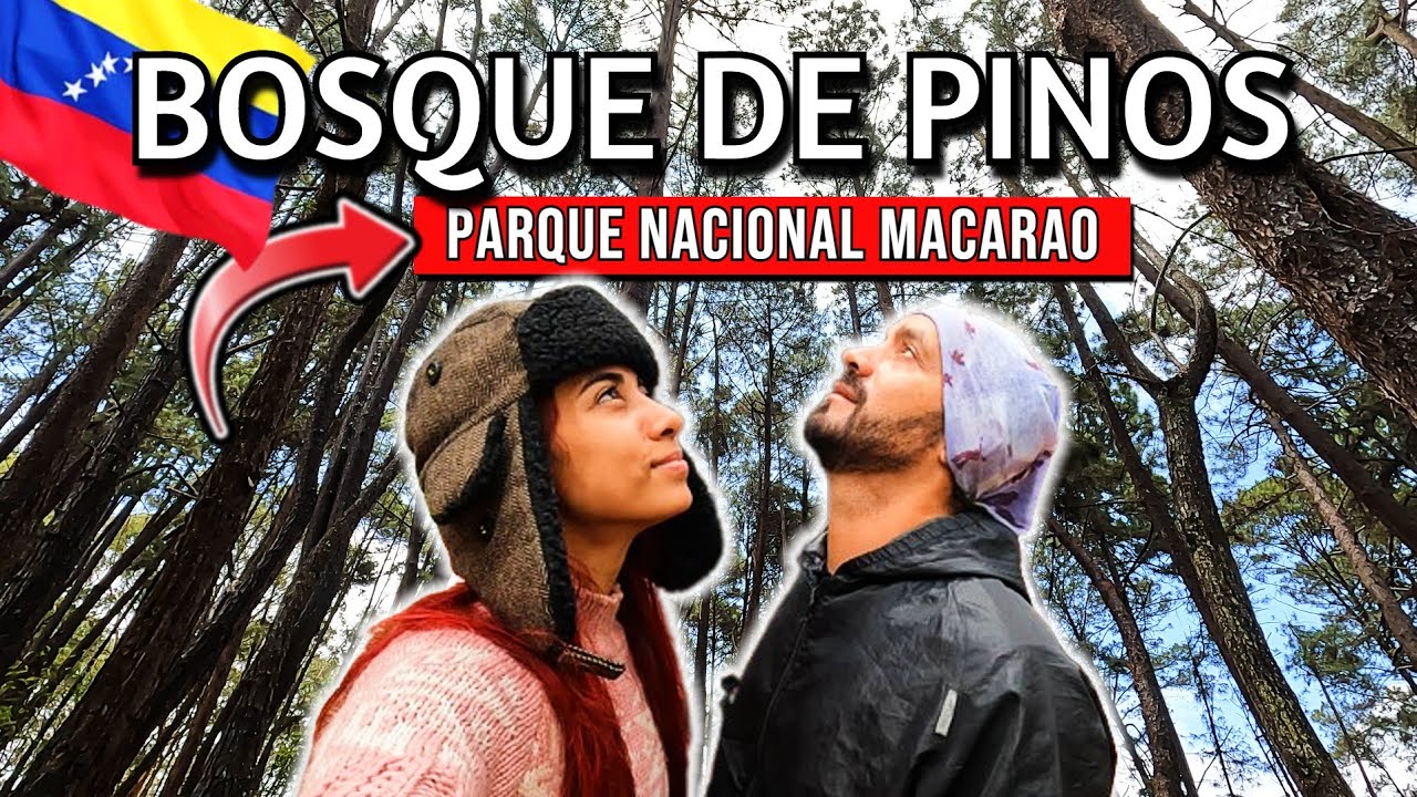 Cómo LLEGAR al BOSQUE DE PINOS? Un paraíso SIN SALIR de MIRANDA # ...