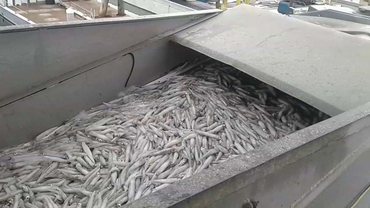 Pescando calamar en oxnard California - YouTube