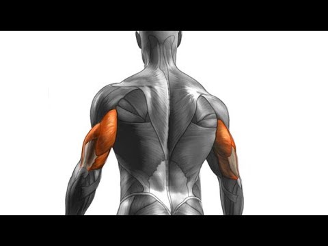 TRİCEPS WORKOUT PROGRAM|QOL ARXASI IDMAN PROQRAMI|STREET WORKOUT PROGRAM