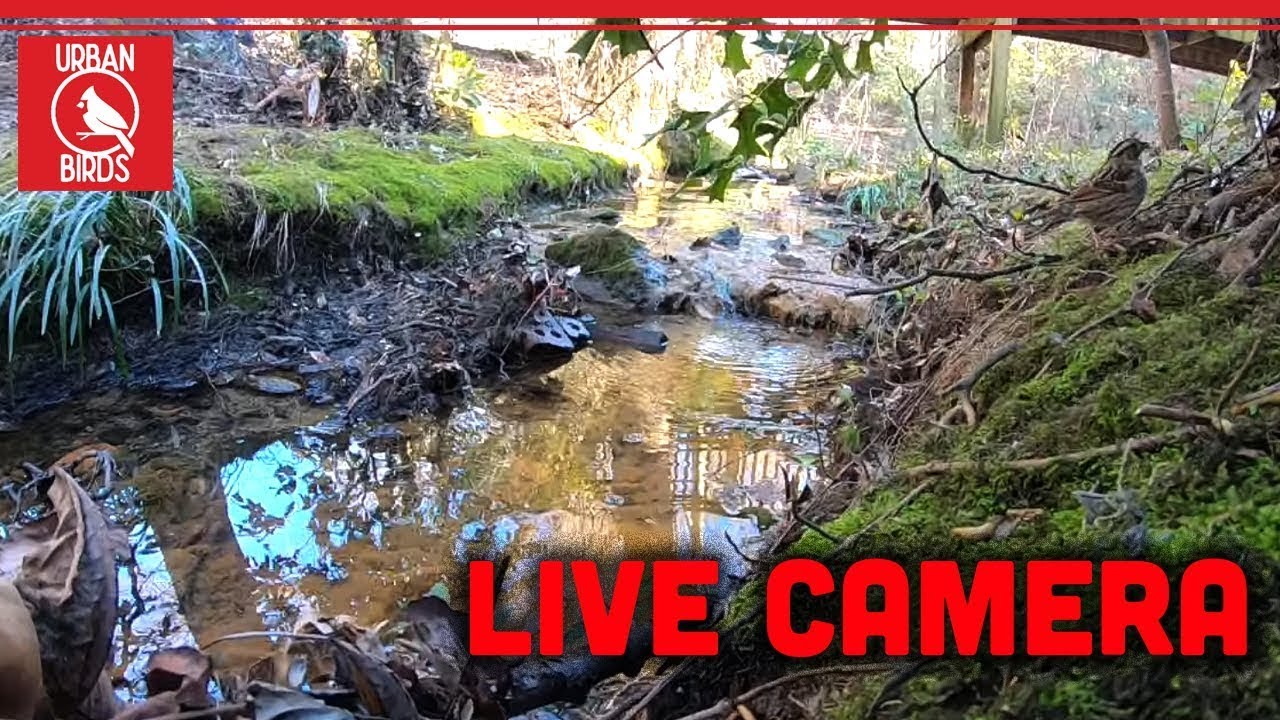 Live Stream Camera North Carolina - Live Stream Birds - Relaxing Live ...