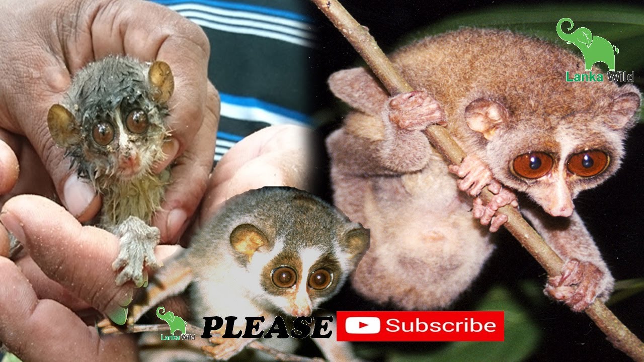 The Baby Loris of Sri Lanka ! - YouTube