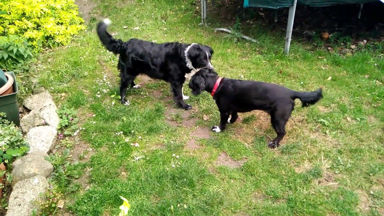 Rescue dogs playing, - YouTube