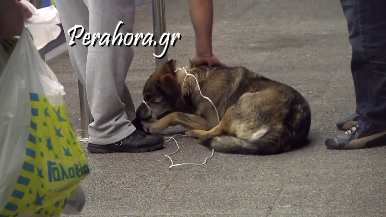 ΕΝΑ ΚΑΛΟ ΣΚΥΛΑΚΙ - YouTube