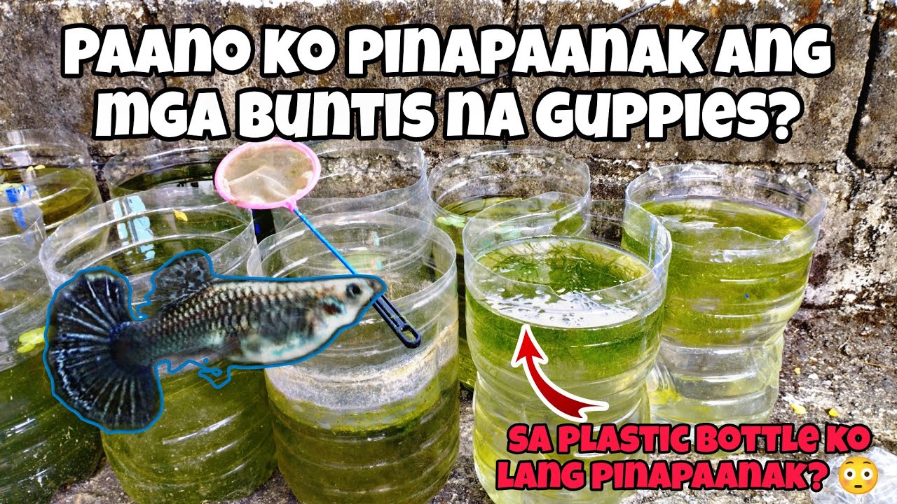 ANO GINAGAWA KO SA MGA BUNTIS NA GUPPY PARA MANGANAK? | Ace Fish Farm ...