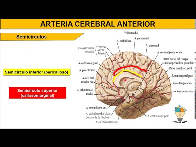 Anatomía De La Circulación Cerebral Posterior Arteria Cerebral