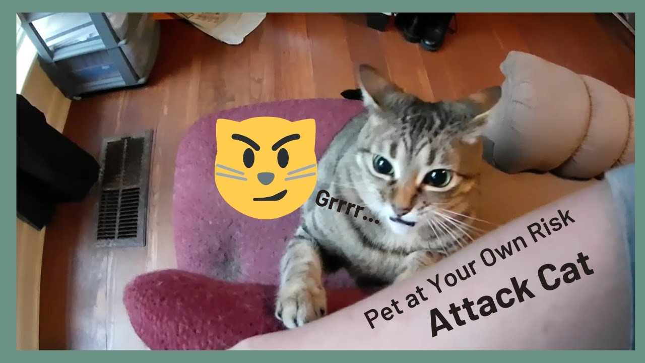 Attack Cat: funny cats😾 - YouTube