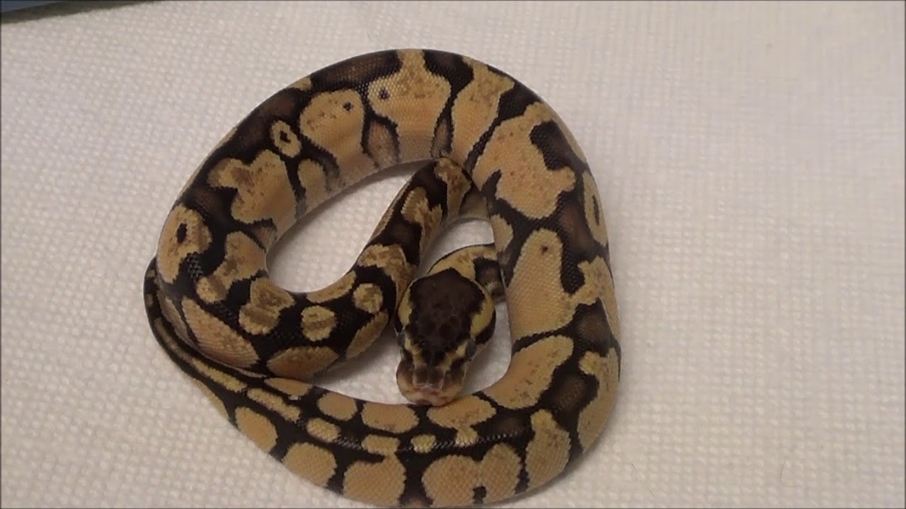 2019 1 Female Pastel Enchi DH Desert Ghost Clown Ball Python - YouTube