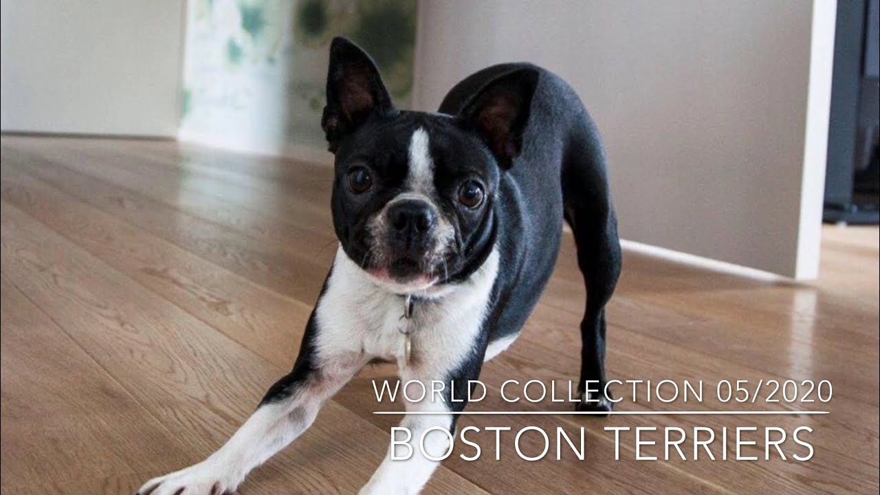 Boston Terriers World Collection 05/2020 - YouTube