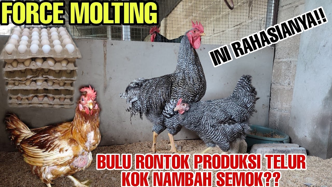 FORCE MOLTING/RONTOK BULU PADA INDUK AYAM - YouTube