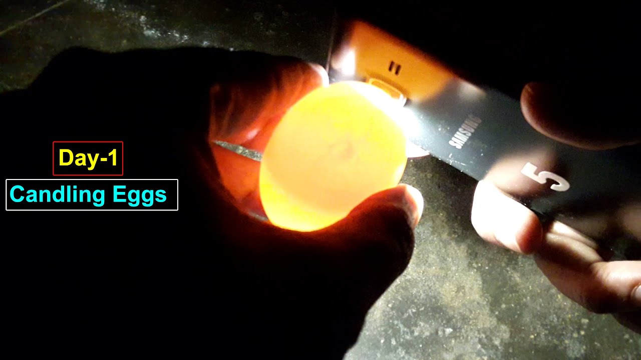 Incubator Day-1 | Candling Eggs Day One - YouTube