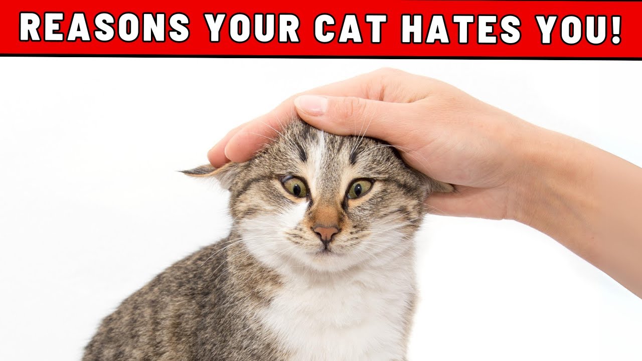 10 Reasons Your Cat (Probably) Hates You - YouTube