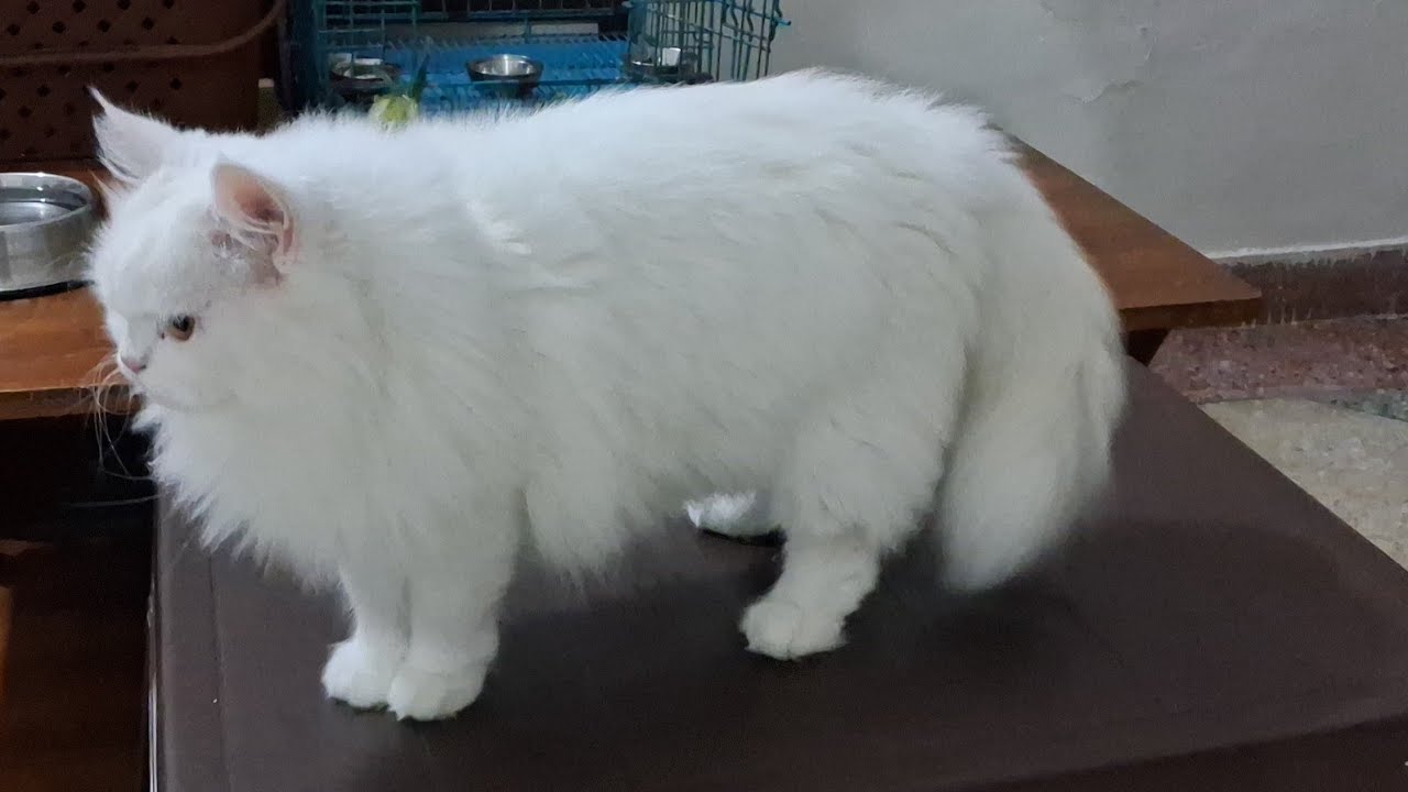 Grace the cat and his wonderful Angels 😇/special thanks to our ...