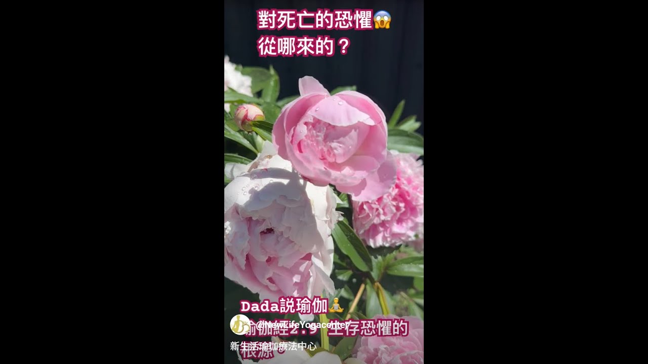 「你怕死嗎？恐懼的根源其實藏得很深｜Dada說瑜珈《瑜珈經》2.9 Abhinivesha 精解」 - YouTube