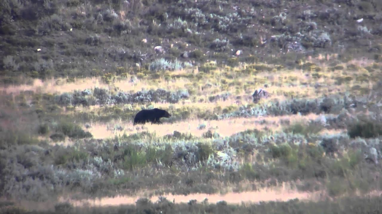 Yellowstone Lamar Canyon Wolf Pack AM 8/17 - YouTube