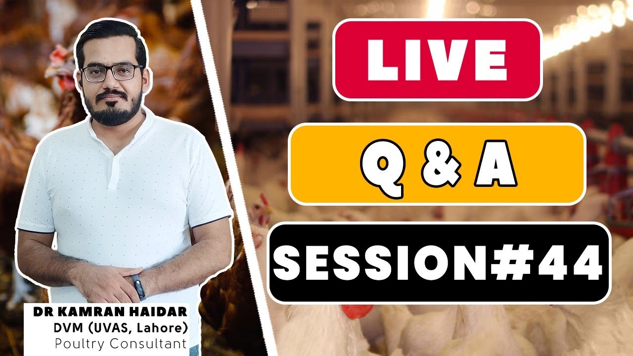 Q and A Session 44 - YouTube