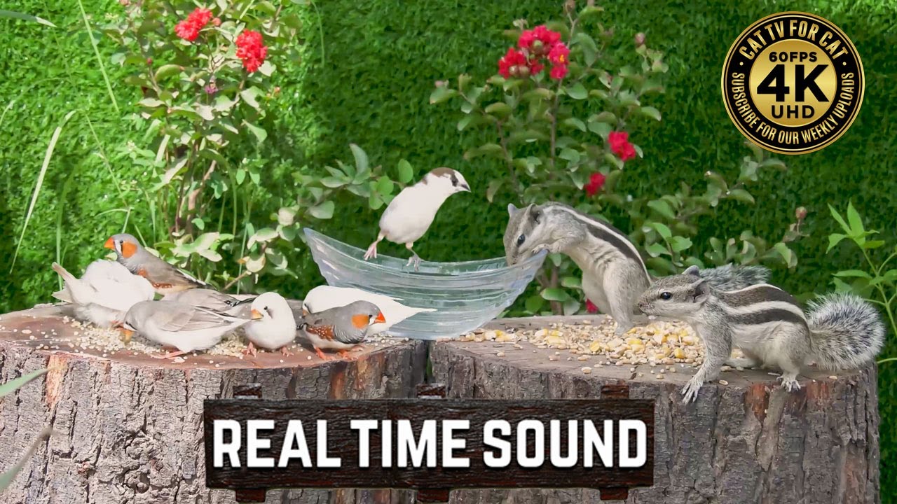 Cats TV for Cats to Watch - Ultimate Loveluy Birds, Funny Squirrels 8 ...
