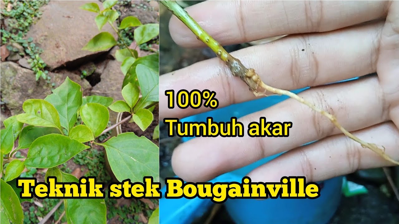 cara mudah stek bunga bougenville || bunga kertas - YouTube